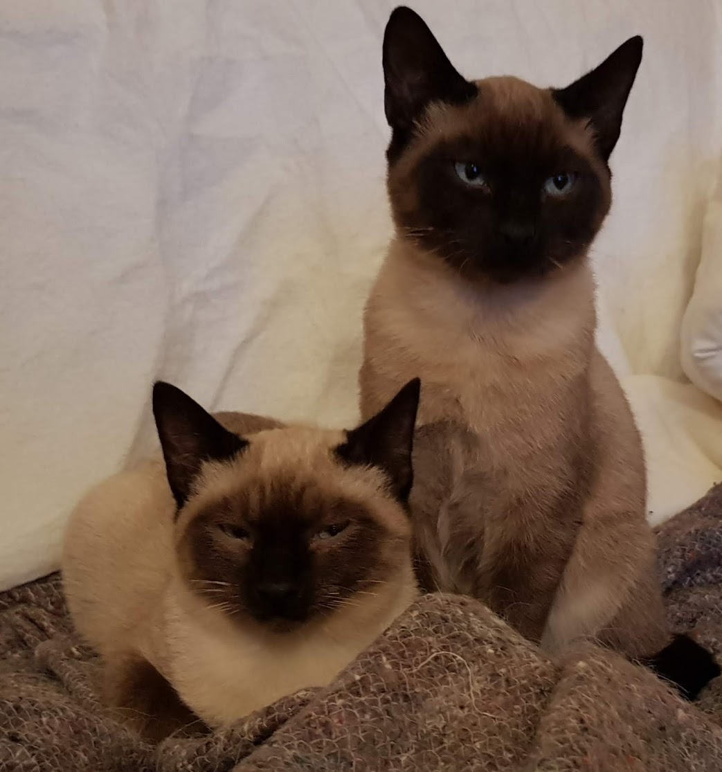 Cats, Capons and Christmas Trees – Coffee and Chocolatines