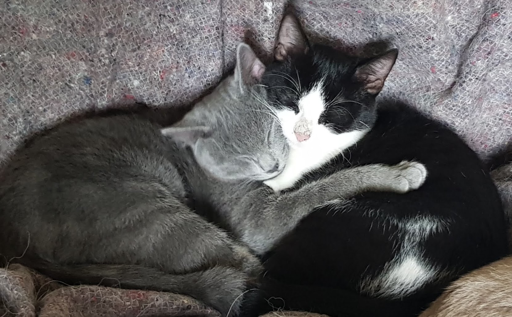 Cats, Capons and Christmas Trees – Coffee and Chocolatines