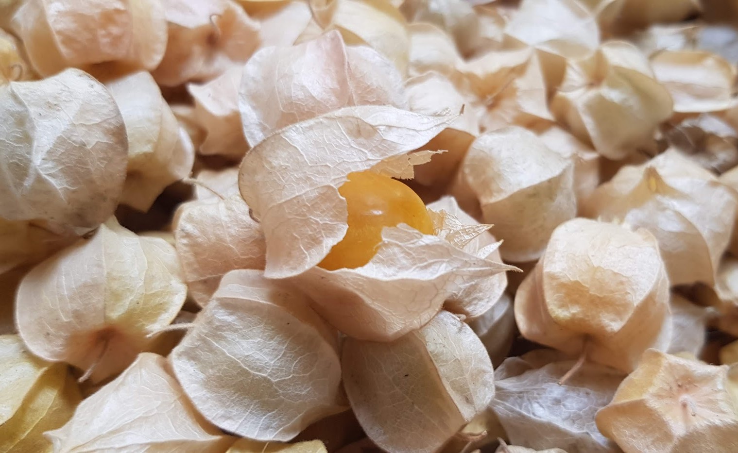 Chestnuts and Chrysanthemums – Coffee and Chocolatines